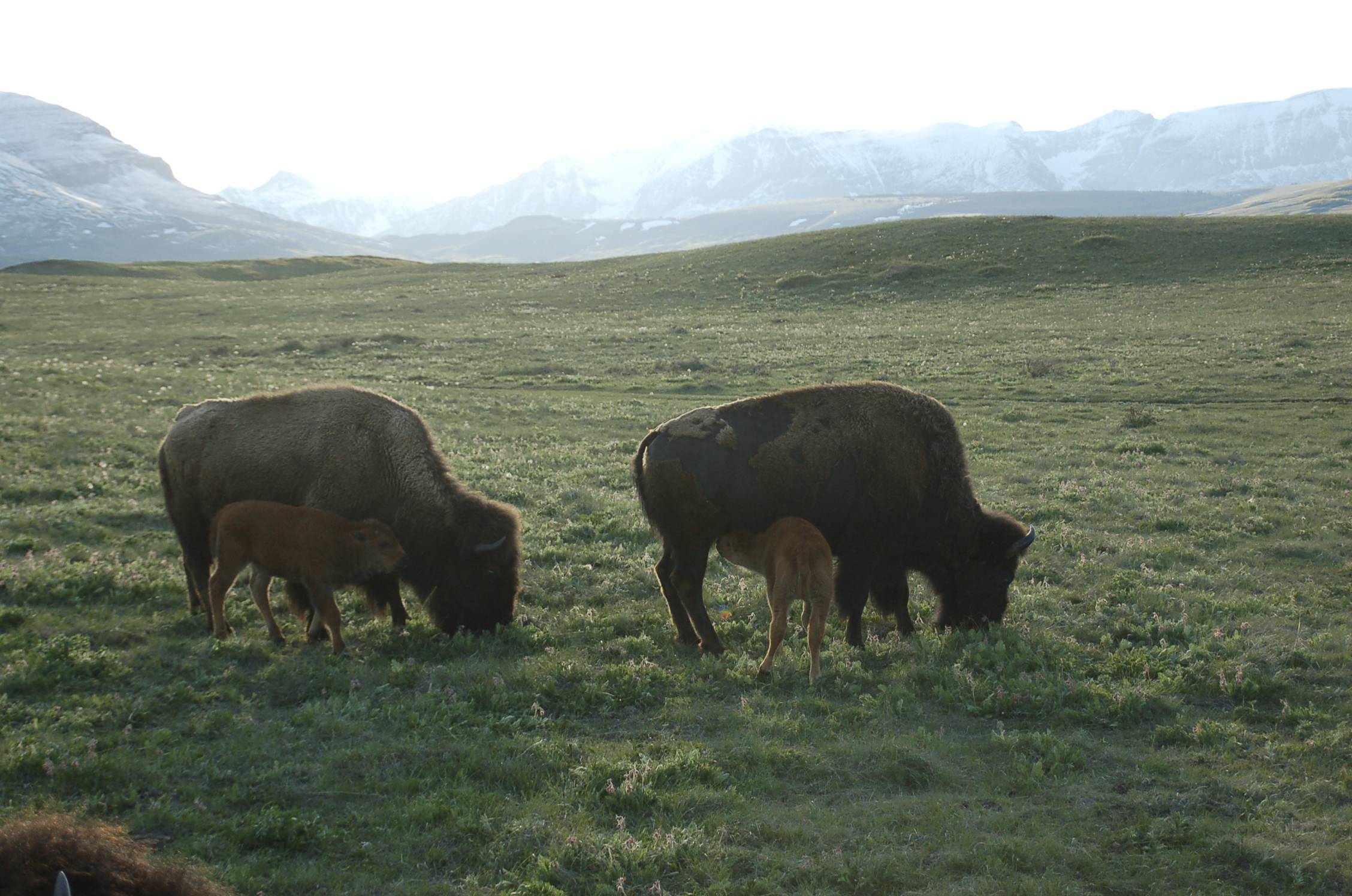 DSC_0107 – Mad Wolf Ranch
